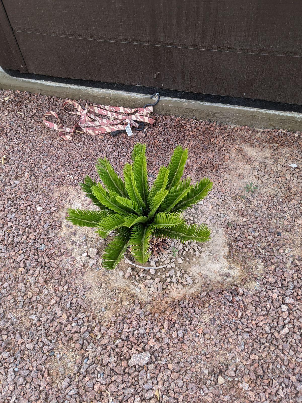 Baby Sego Palm | Snowden Designs | 775-537-8070