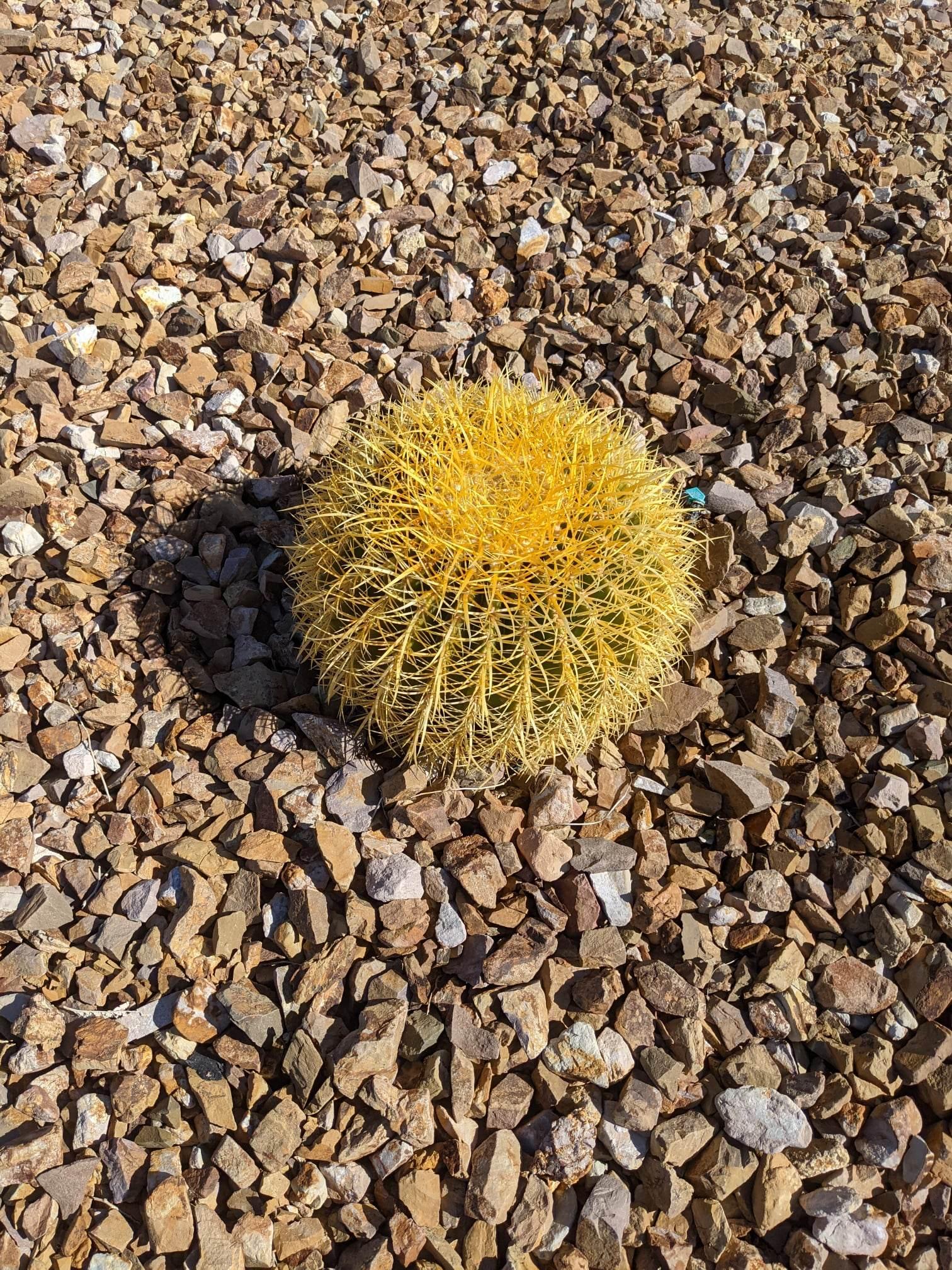 What is a Golden Barrel? | Snowden Designs | 775-537-8070