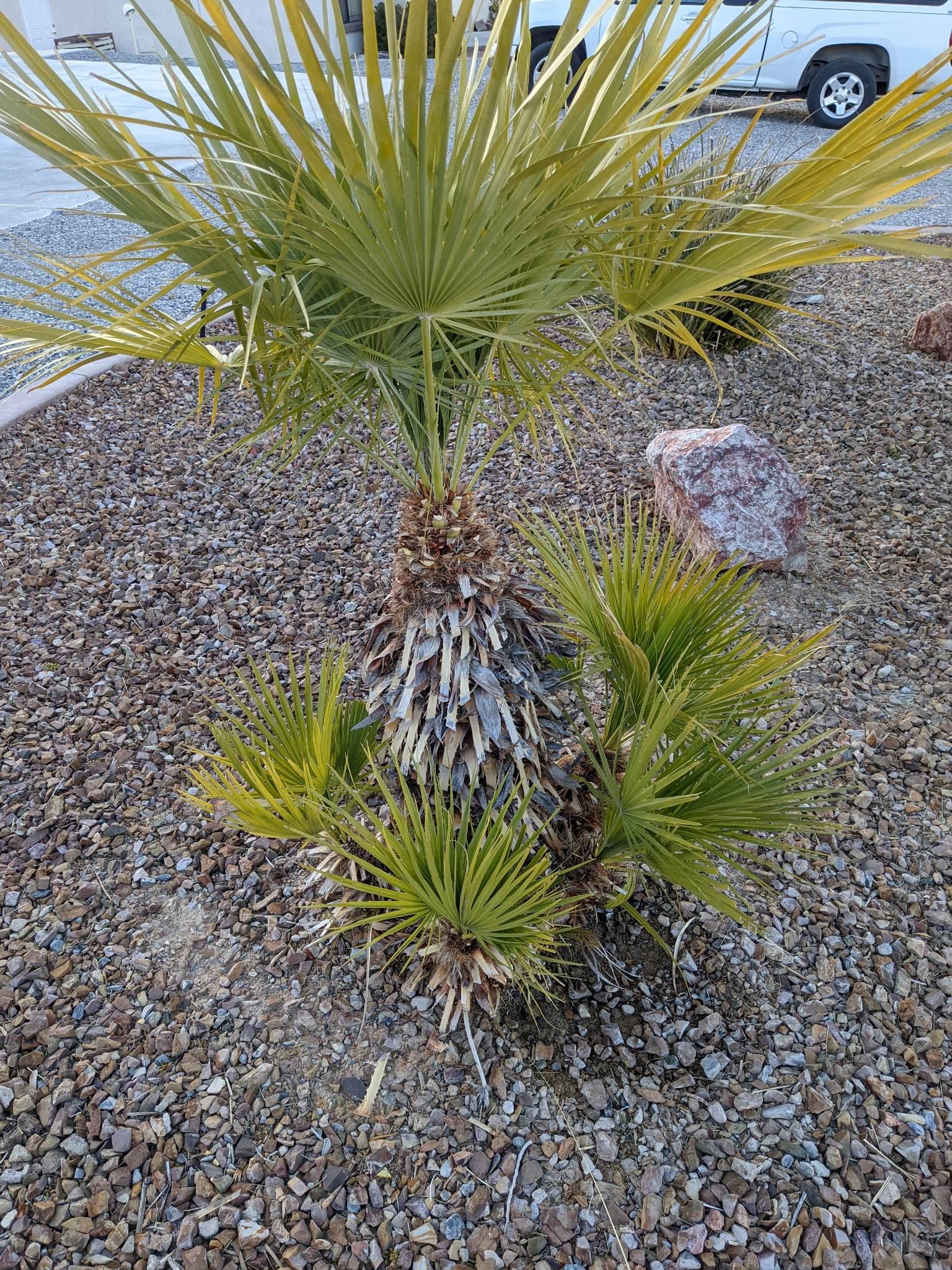 What Is a Mediterranean Palm Tree? | Snowden Designs