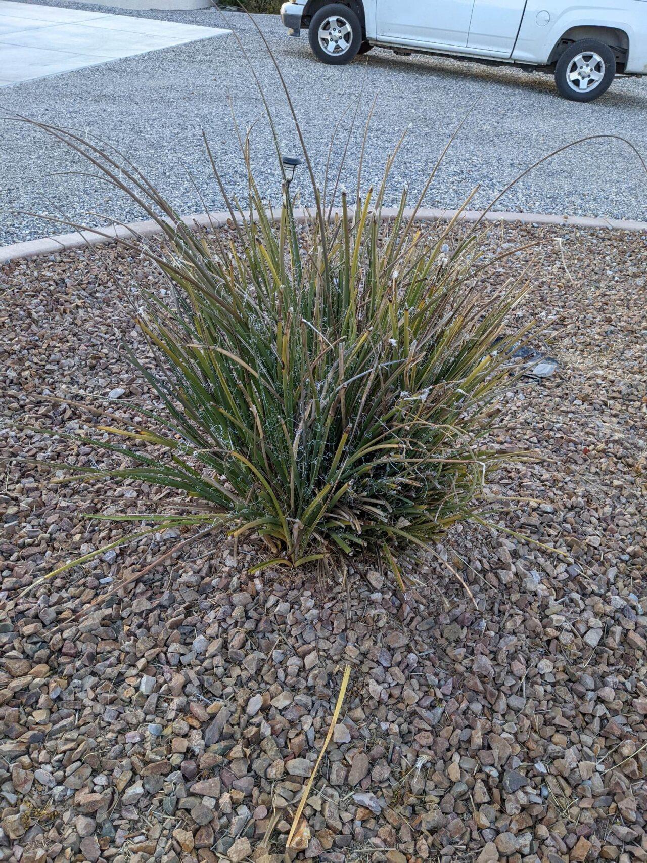 What Is A Brake Light Yucca? | Snowden Designs | 775-537-8070