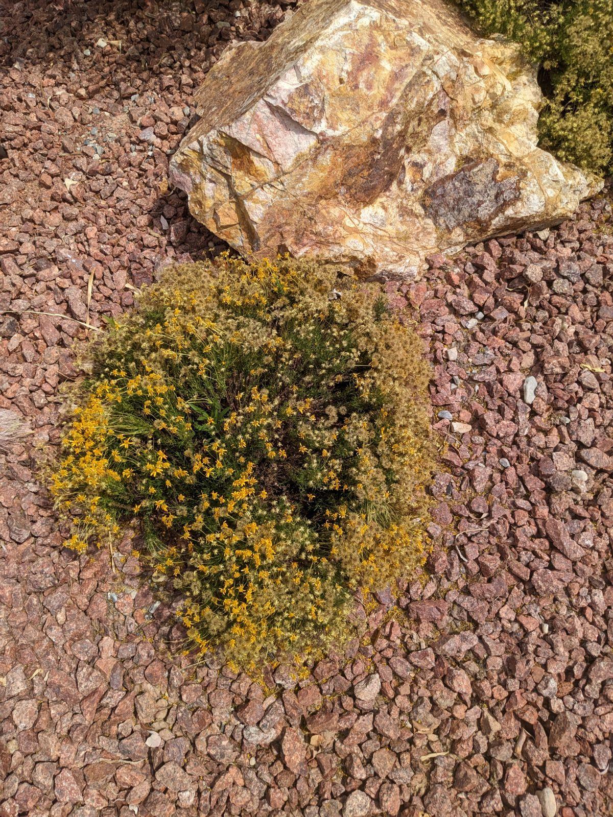 Desert Daisy | Snowden Designs | 775-537-8070