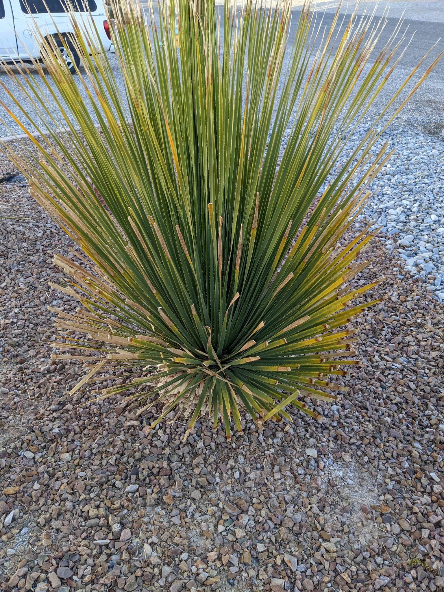 What is a Desert Spoon? | Snowden Designs | 775-537-8070