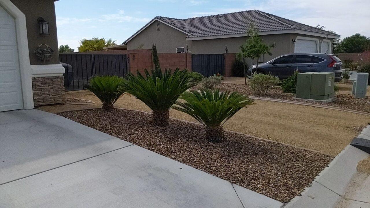 Baby Sego Palm | Snowden Designs | 775-537-8070